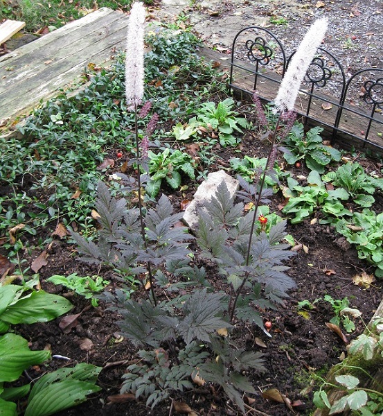 Made in the Shade Perennials